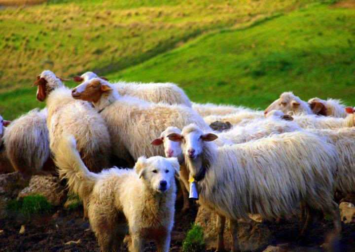 Aspetti storici della fauna siciliana